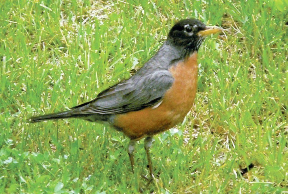 Bird-watching: Robins learned to exploit humanity | Wallowa County ...